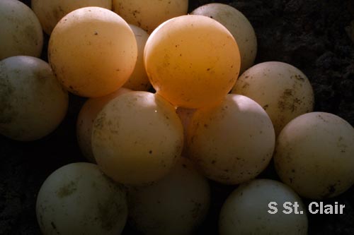 All of Nature: Snapping Turtle Eggs