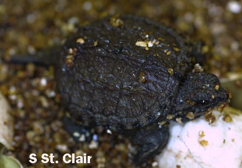 Baby Alligator Snapping Turtle Eggs