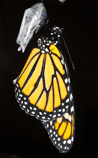 All of Nature: Monarch Chrysalis