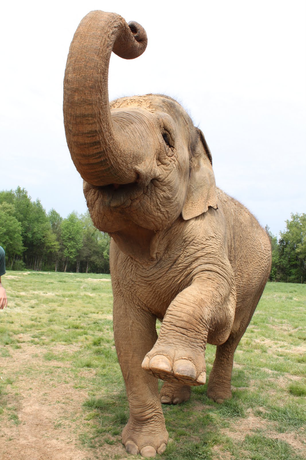 Myriad.of.Mischief: Elephunky: Riddle Elephant Sanctuary in Guy, Arkansas