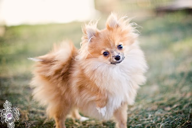 m e g a n t h i e l e s t u d i o s • • •: Perfectly Puffy Pomeranian ...