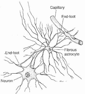 The Fire of the Mind Agitates the Atmosphere: January 2011