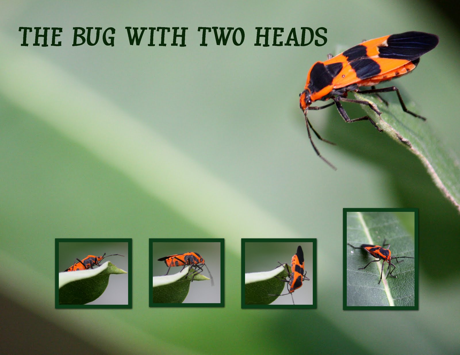 RIVERWALK THOUGHTS - THE BEAUTY OF NATURE: THE BUG WITH TWO HEADS