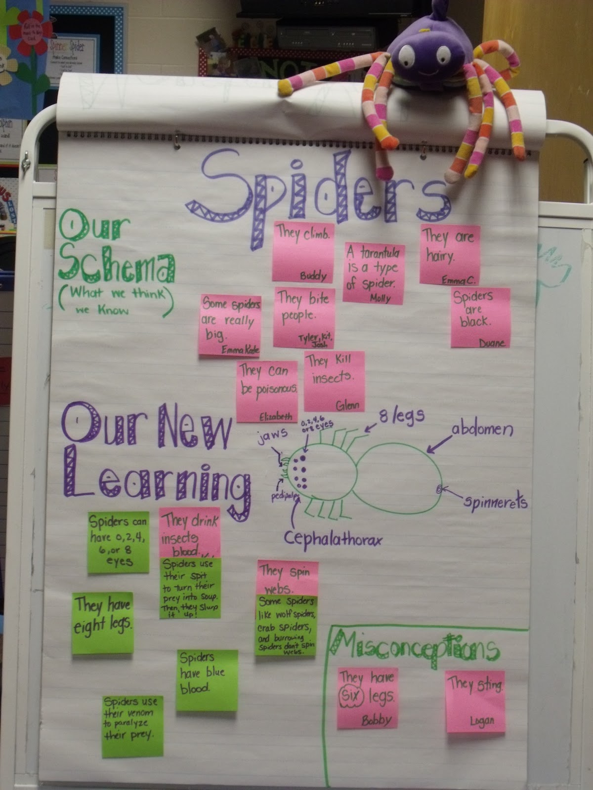 Spiders! - Mrs. Jump's Class