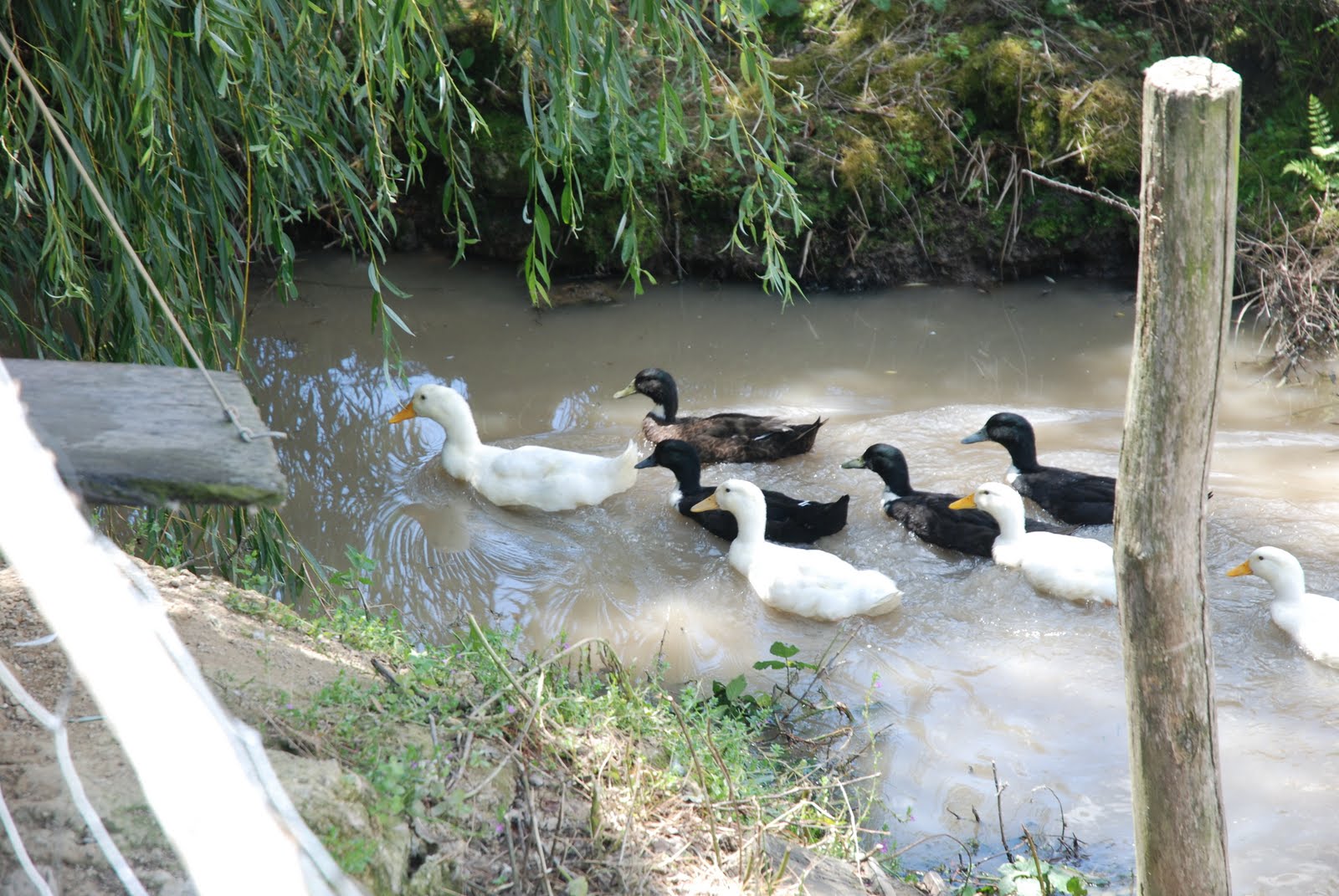 ANIMALES DE AMAIDO: patos en su estanque