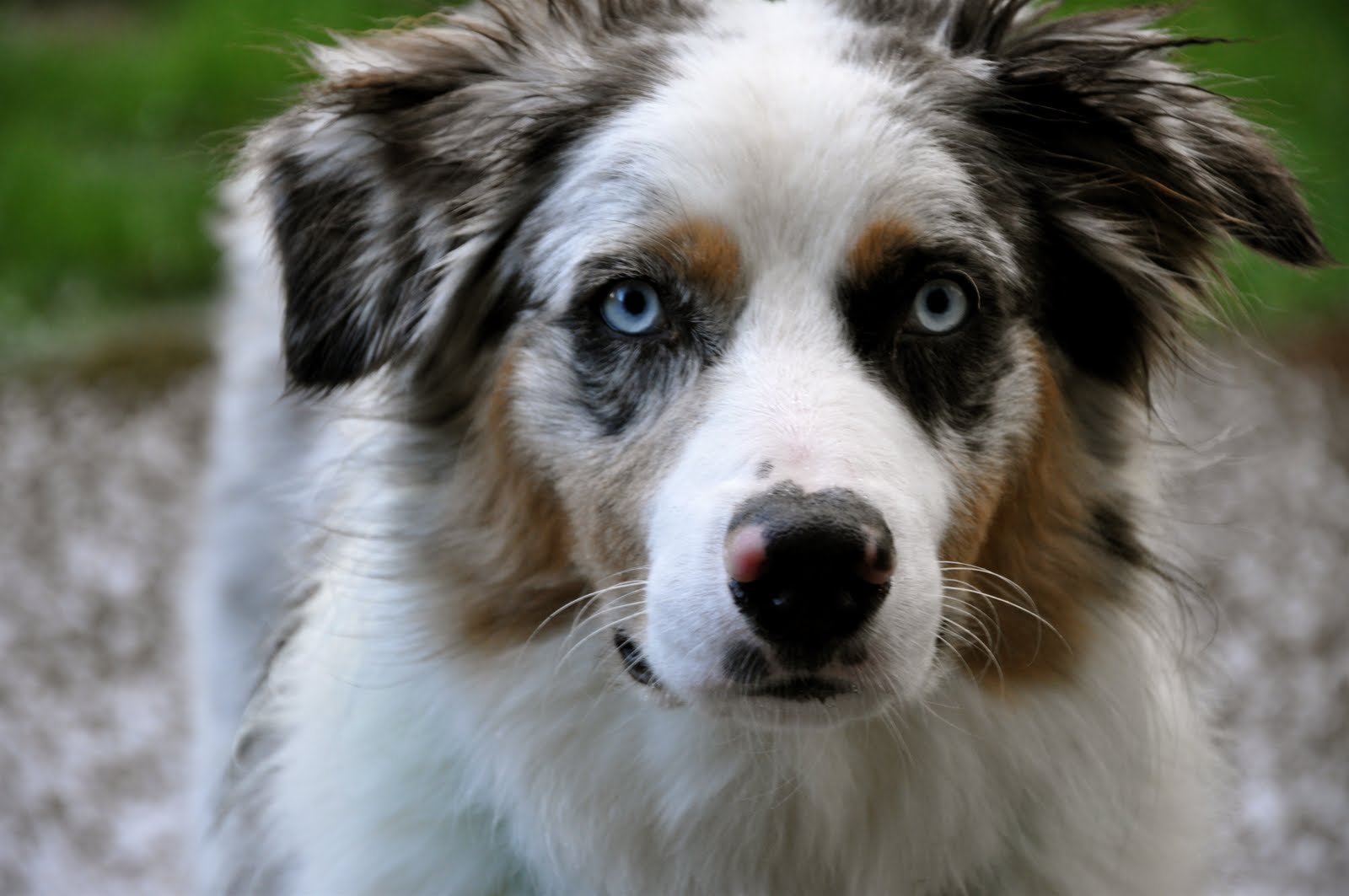 Louie Photography: Blue Merle Australian Shepherd