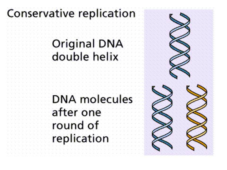 Sutton's AP Biology: Intro to DNA Replication