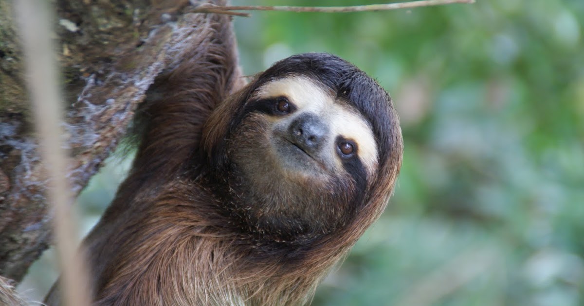 Welcome to the Language Barrier: No sloth. Lucky us.