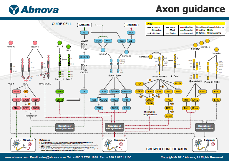 Abnova's Blog 亞諾法部落格: Axon Guidance Pathway