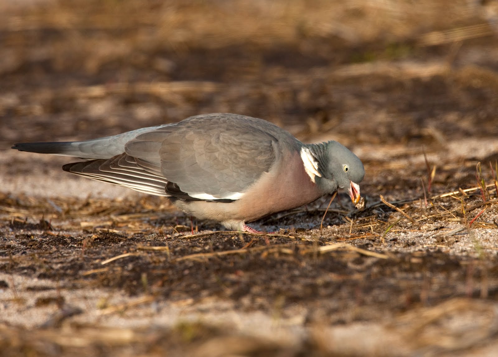 Norsk Zoologisk Forening Sørlandsavdelingen: Ringduestudier