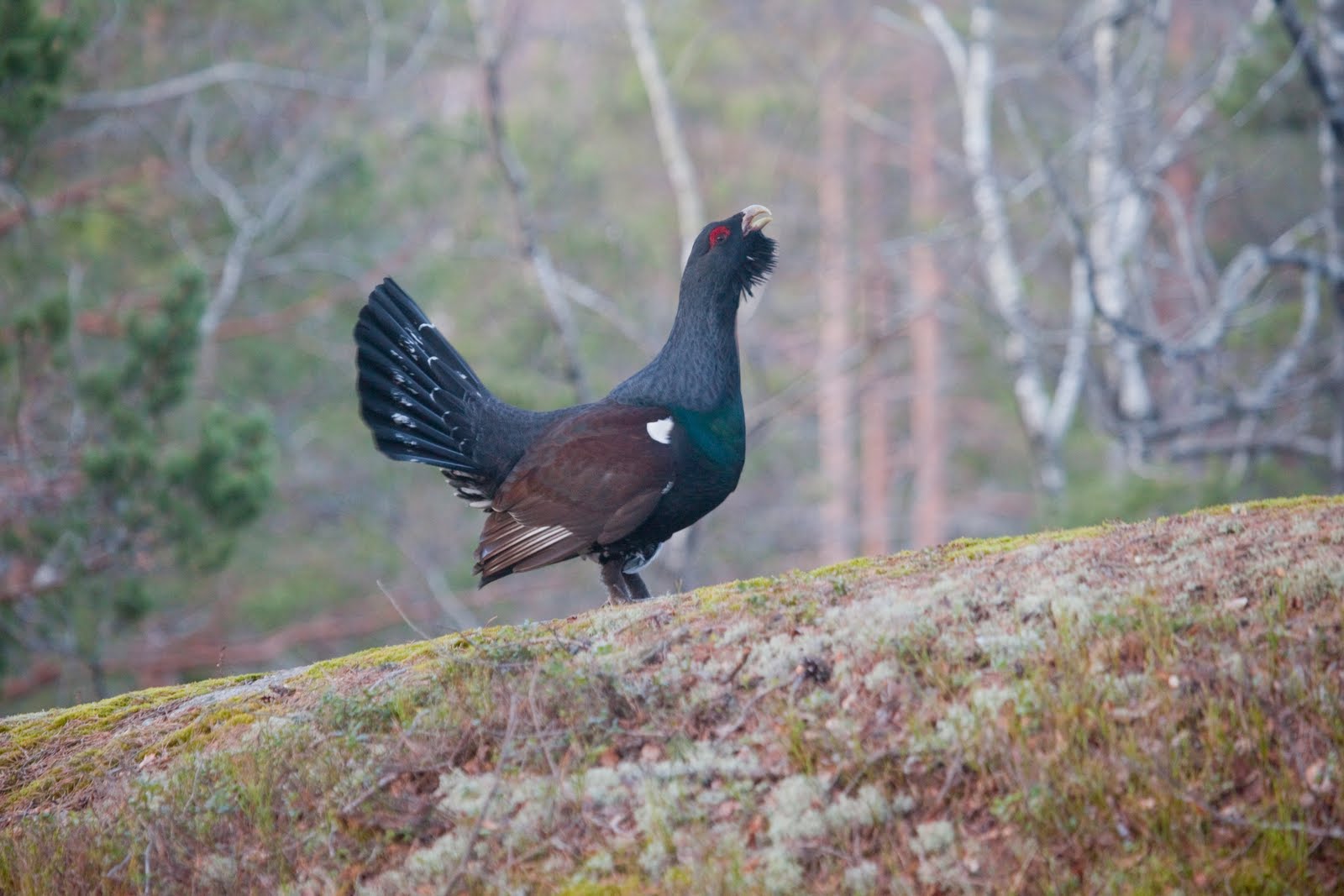 Norsk Zoologisk Forening Sørlandsavdelingen: Vår i skogen og leiktid
