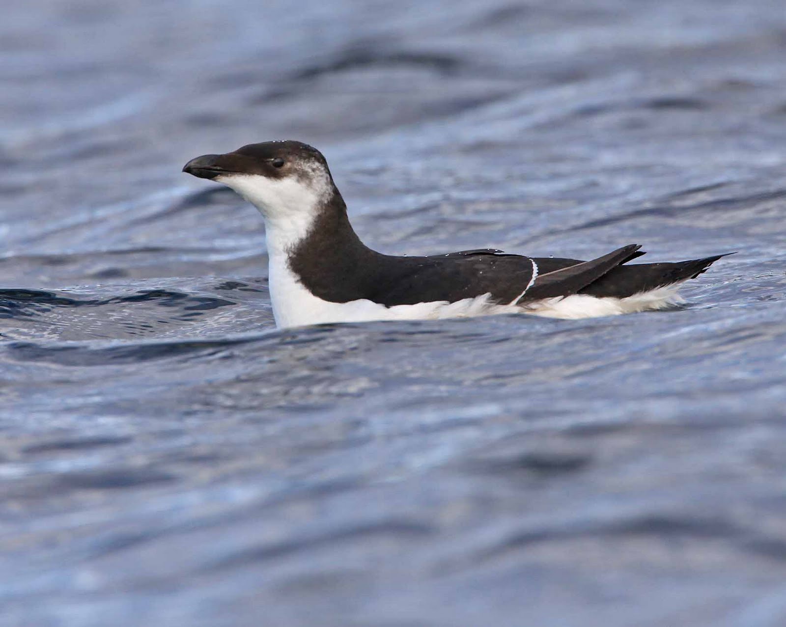 Norsk Zoologisk Forening Sørlandsavdelingen: Stilstudie av alke