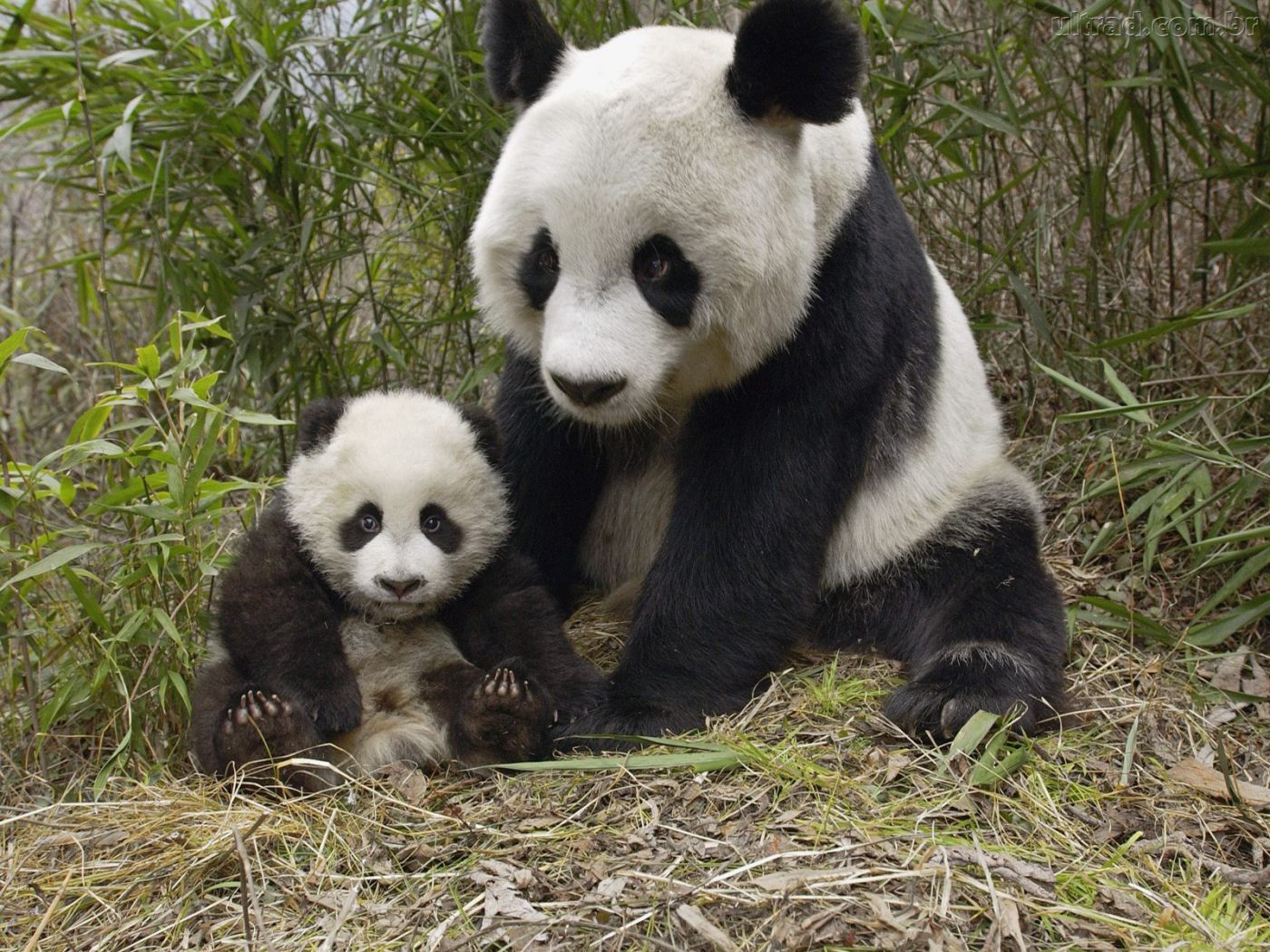 animais: panda