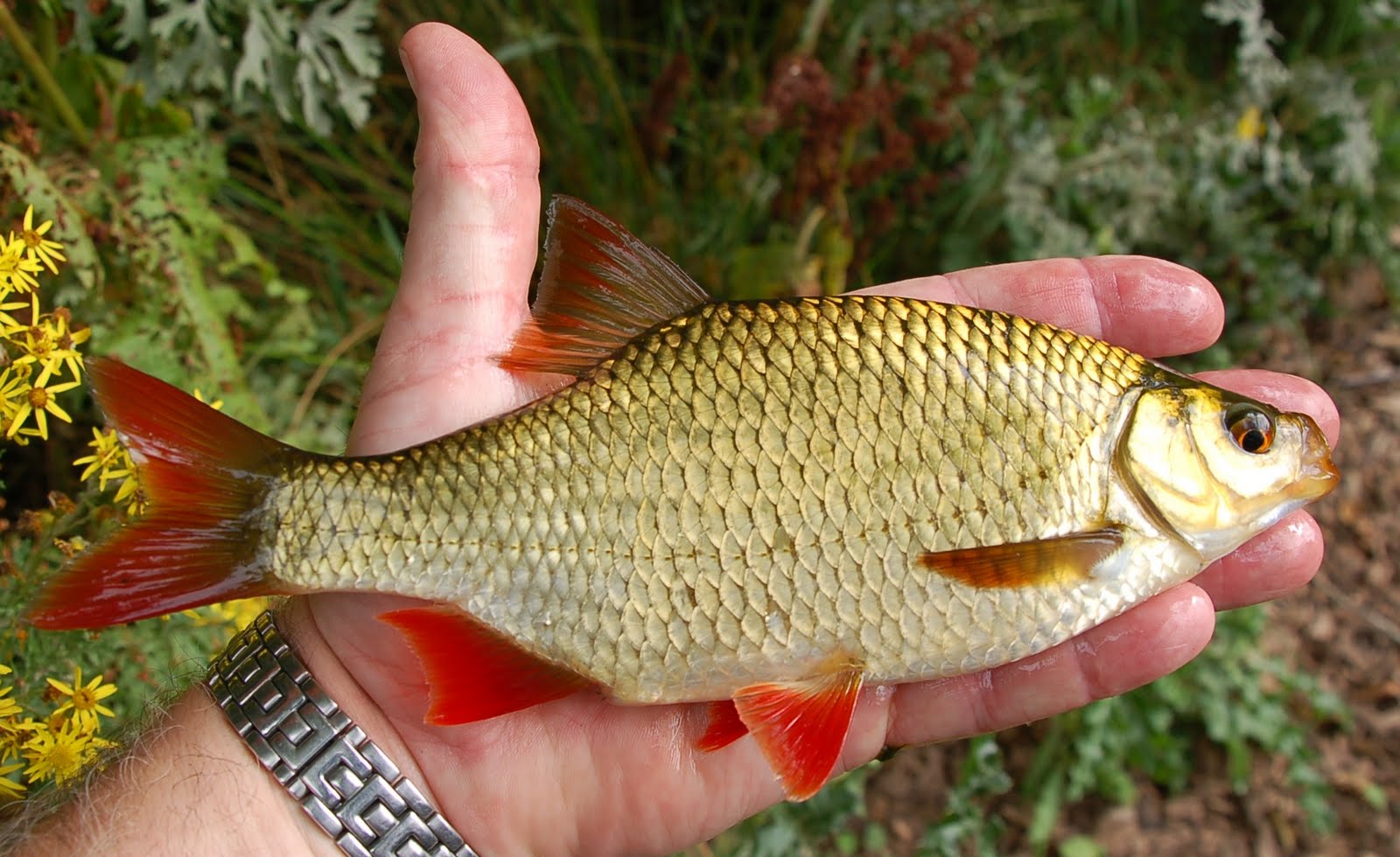 From the banks of the Wye: Silver and Gold