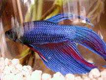 Beta Fish Care Tips