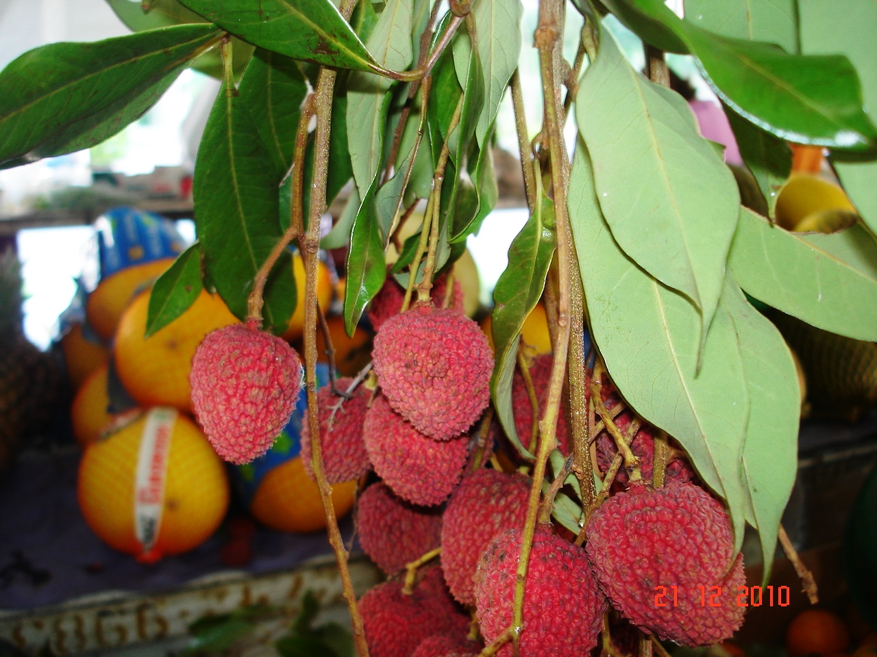 ALENTEJANO E TROPICANO: Frutas Tropicais - Lichía