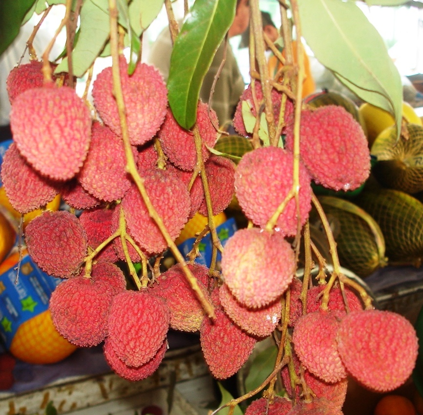 ALENTEJANO E TROPICANO: Frutas Tropicais - Lichía
