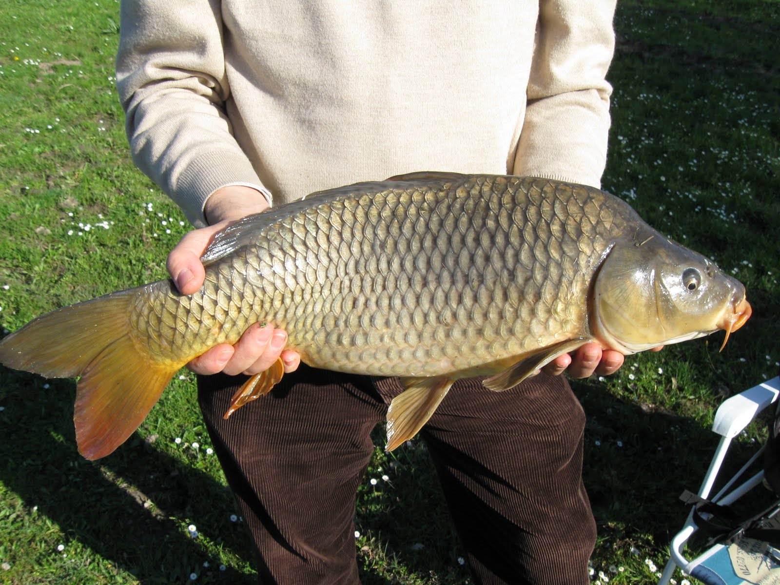 PENNATUS: Una de fauna piscícola