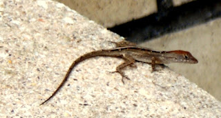 Travels of a Paradox: Jacksonville & St. Augustine