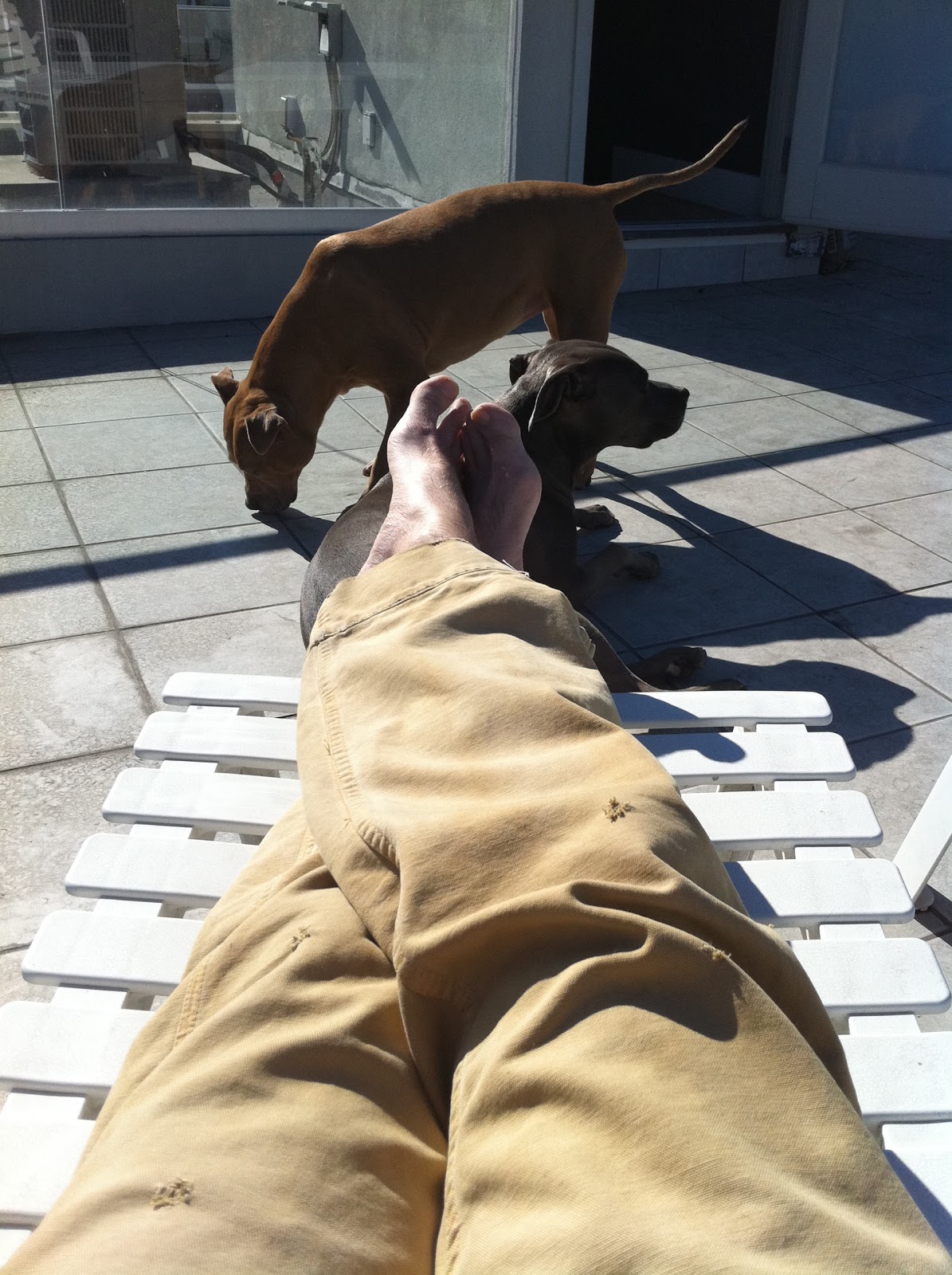 the two dog blog: 9/26/10 - 10/3/10