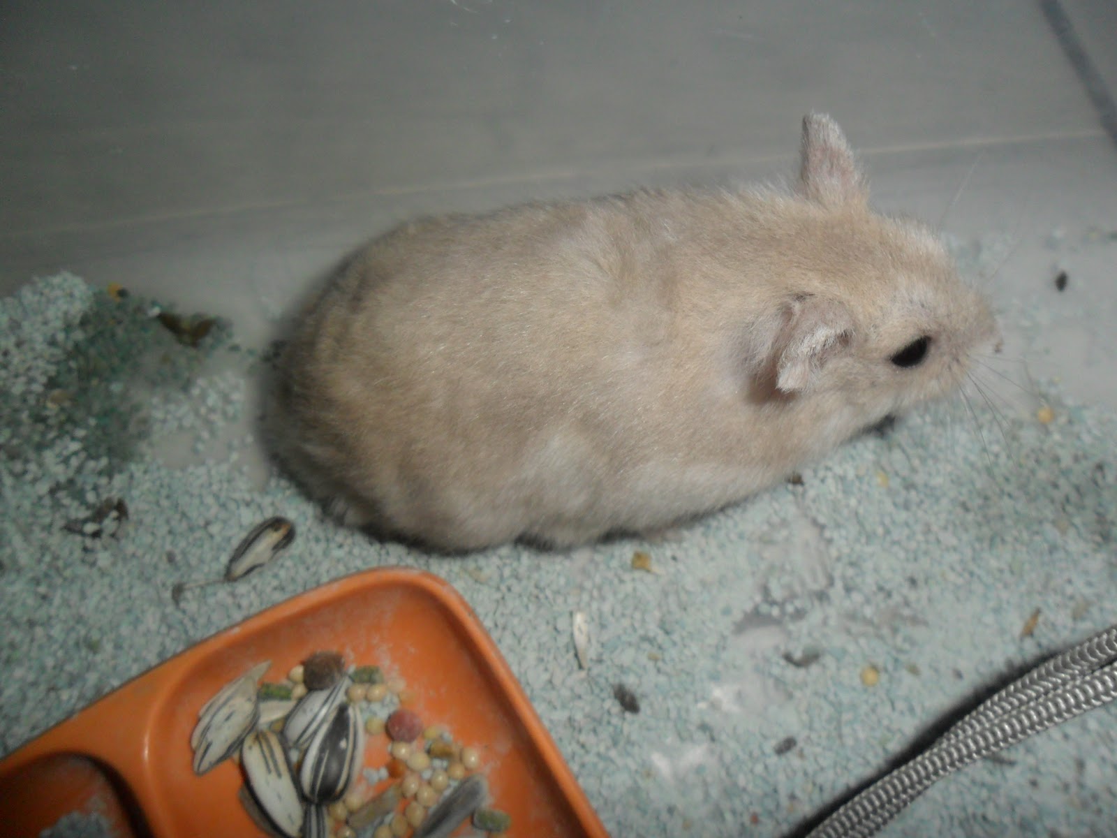 Genthonk Pet Shop: Hamster Hibrid