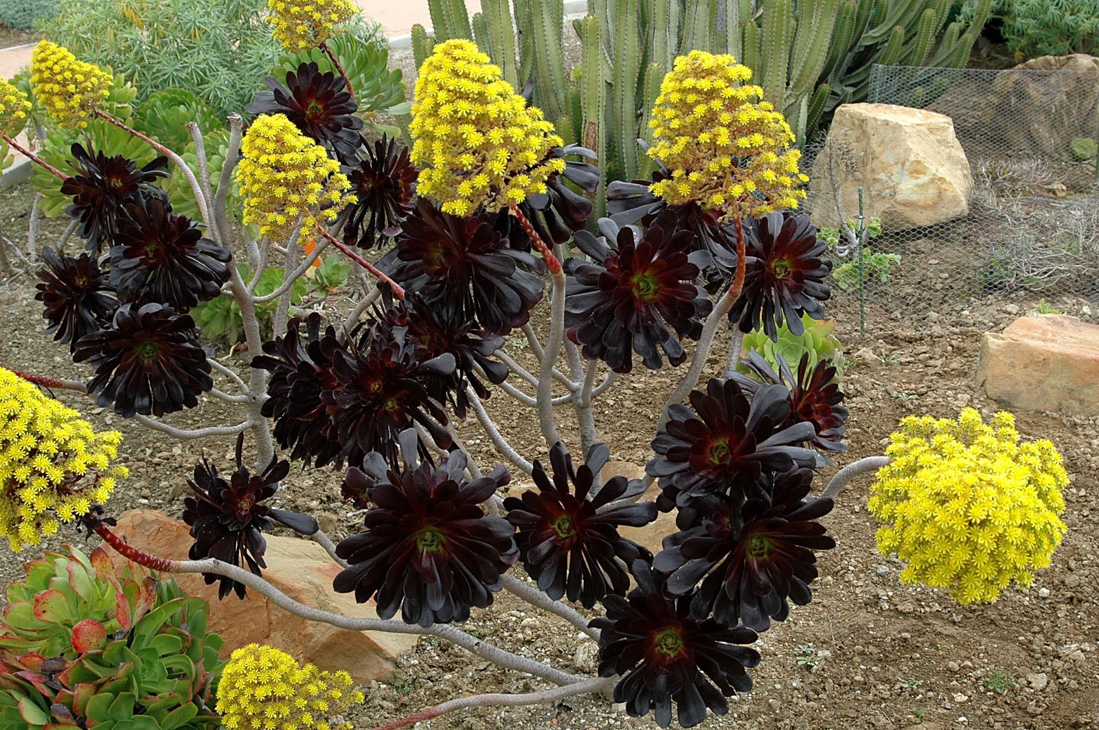 aeonium "voodoo" | Planting succulents, Suculent plants, Blooming ...
