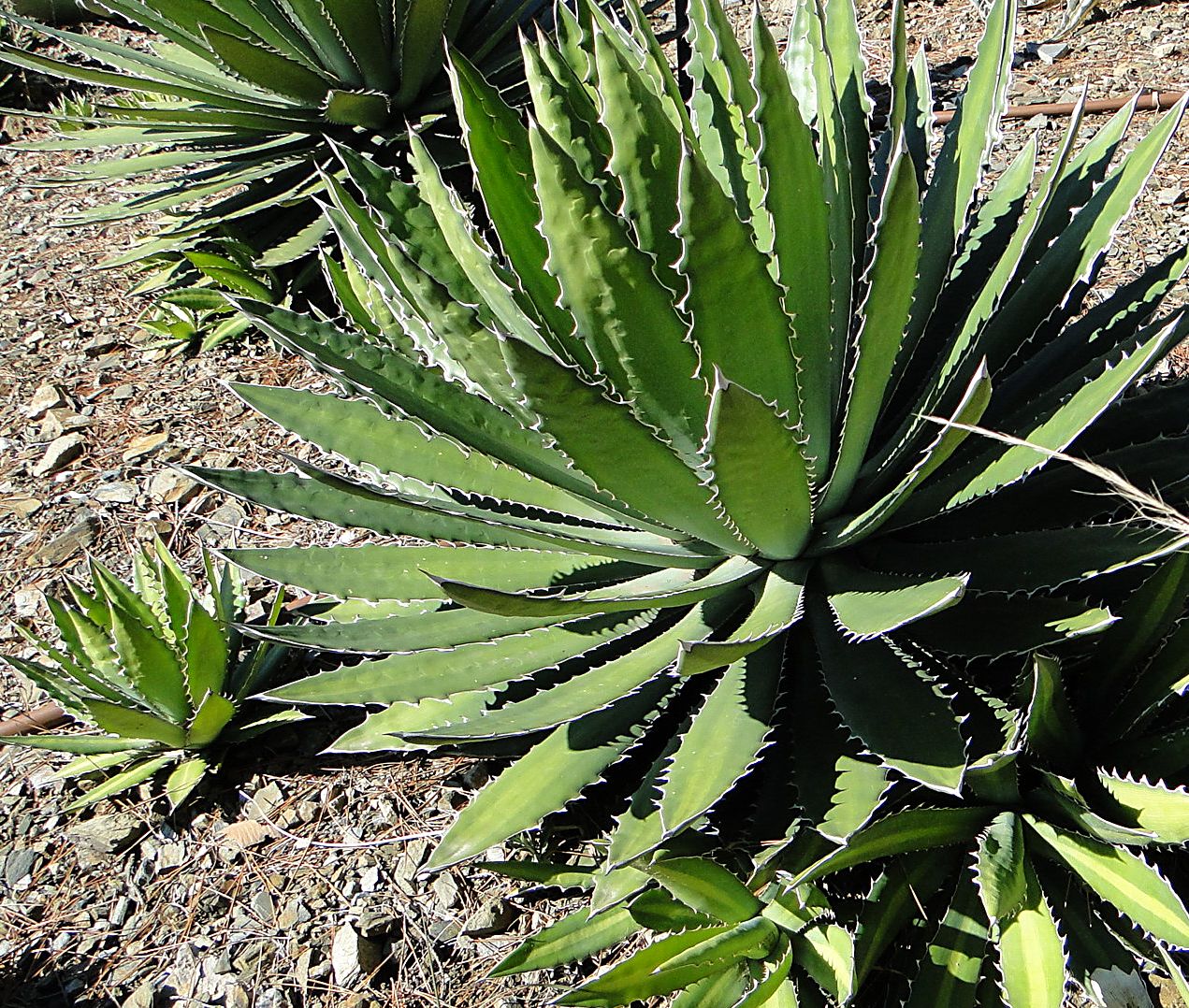 FLORACIONES EN MÁLAGA Y MÁS: Agaves