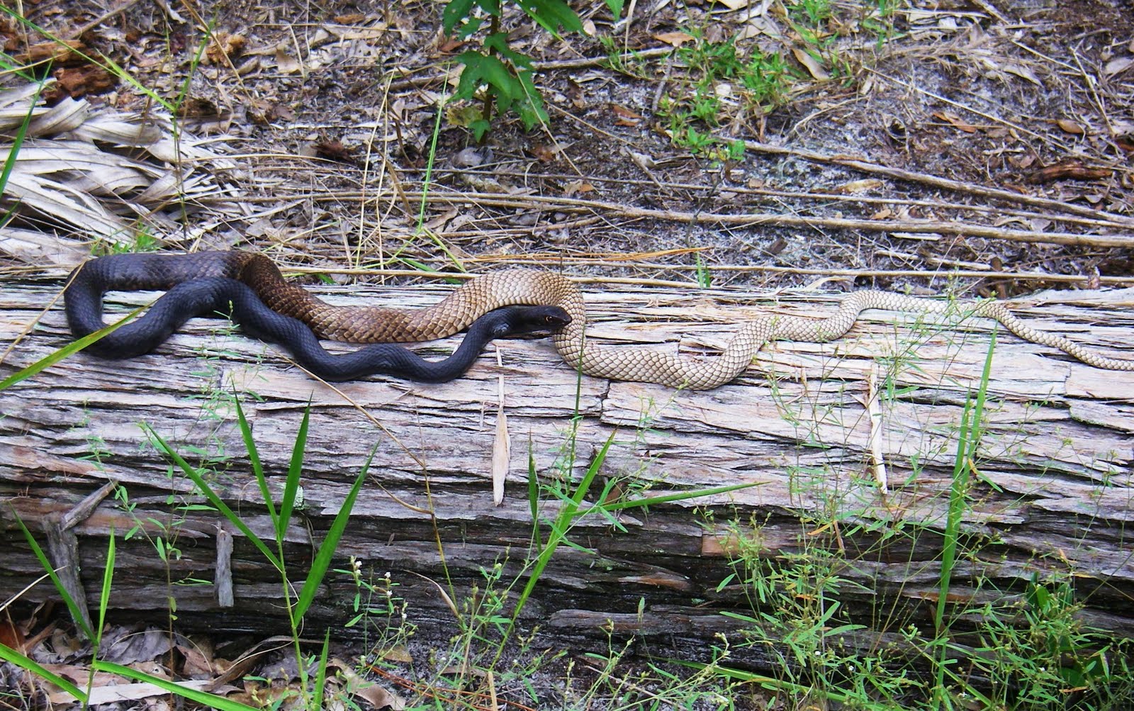 Ecographica: Field Photos: Eastern Coachwhip Snake