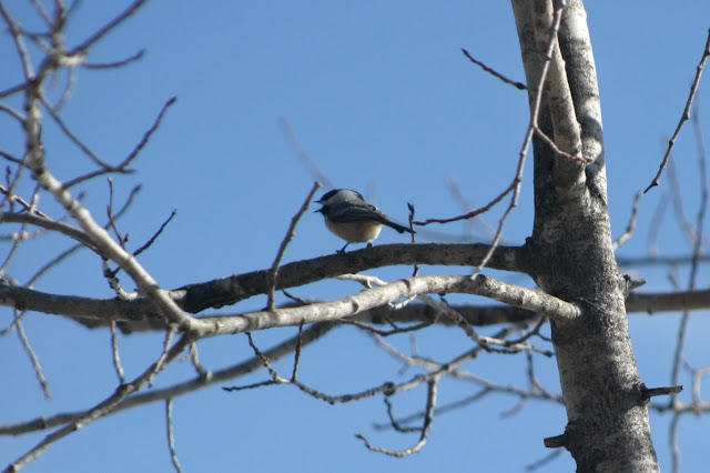 How do you know when a Chickadee's feathers are ruffled?