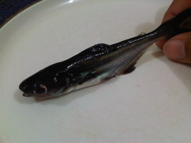 KulturaPinoy: Hammerhead Aquarium Fish