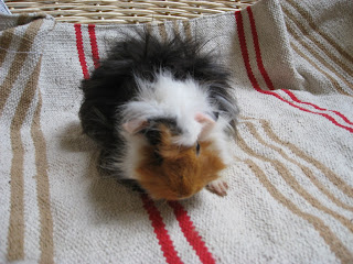 Eric's Pets: Sheba Mini Yak Babies