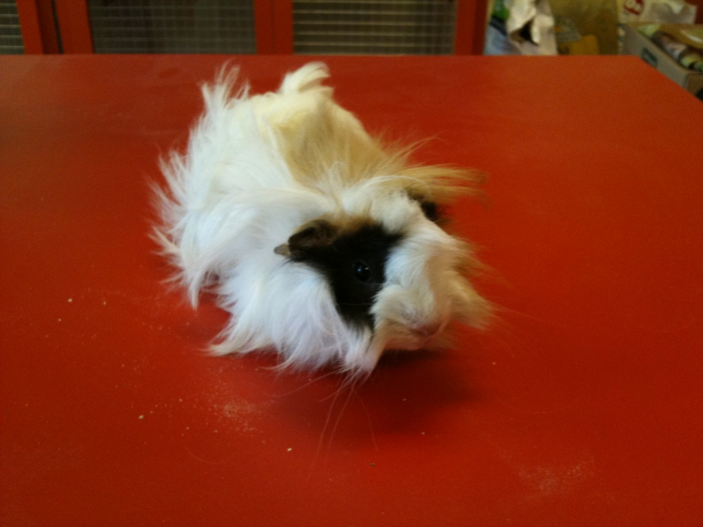 Eric's Pets: Female Sheba Mini Yak 8 weeks old