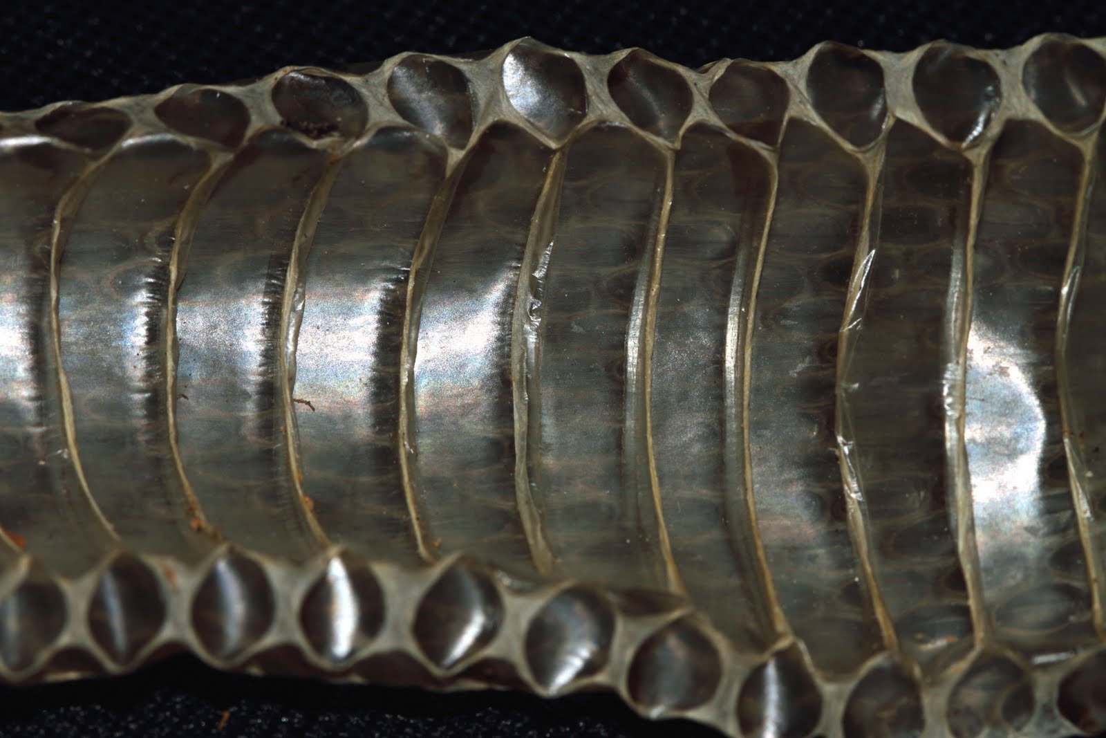 Forest of Dean Wildlife & Nature Diary: The Grass Snake