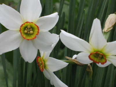 Florile, pasiunea mea: Narcisele albe