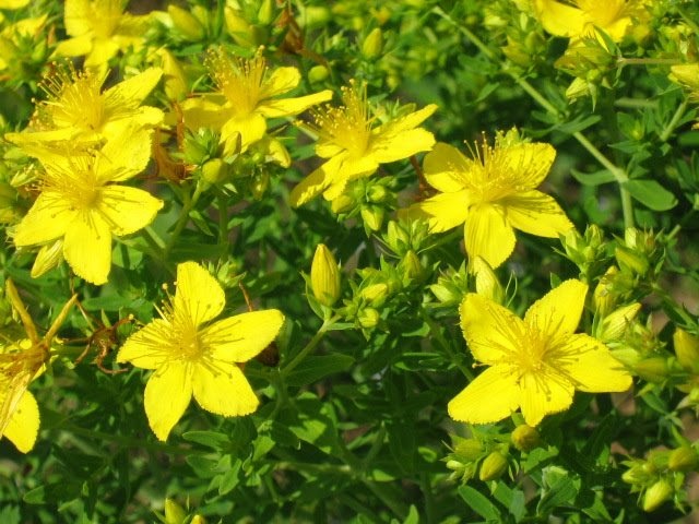 Farmacia naturii: Ulei de sunatoare in conditii casnice (mod de preparare)