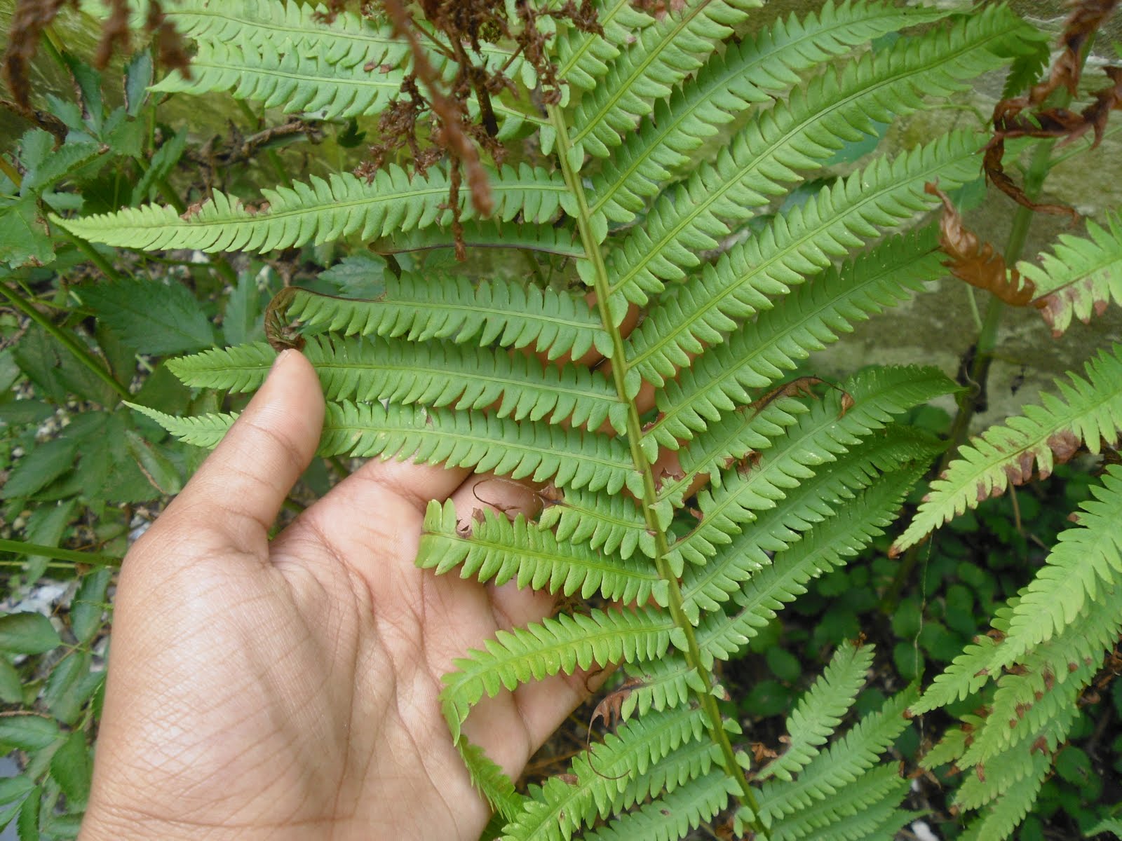 NBC AP Biology 10-11: Aashika