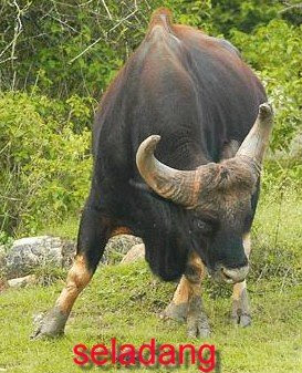 Kunakians: MENYINGKAP SEJARAH DAERAH KUNAK - BAHAGIAN 1