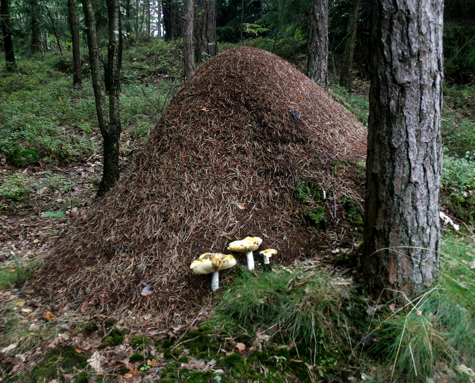 Sveriges gladaste man: Naturens flitiga byggherrar....