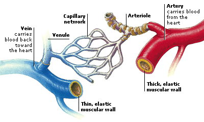 Cardiac and Resp systems: Arteries, Veins and Capillaries