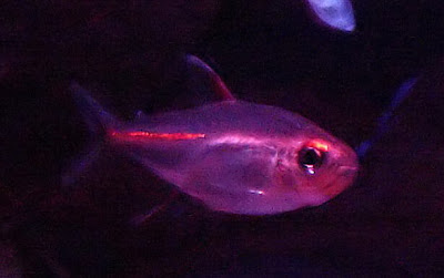 Den Varme Stol: Pausefisk