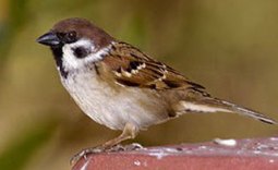विश्व गौरैया दिवस - दुधवा लाइव