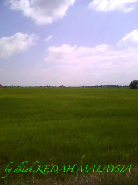 dhiah ss501: SAWAH PADI KEDAH.