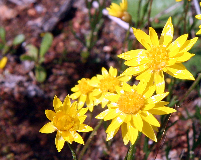 Le Grand Nomads: Week 25 Mullewa to Dongera