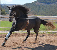 Spanish Horses for sale. Exclusive, Sport, Dressage, Breeding