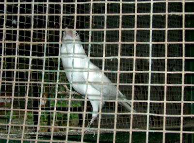 Mumbai Daily Snapshot: White Crow