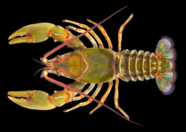 Crayfish - Animals Species