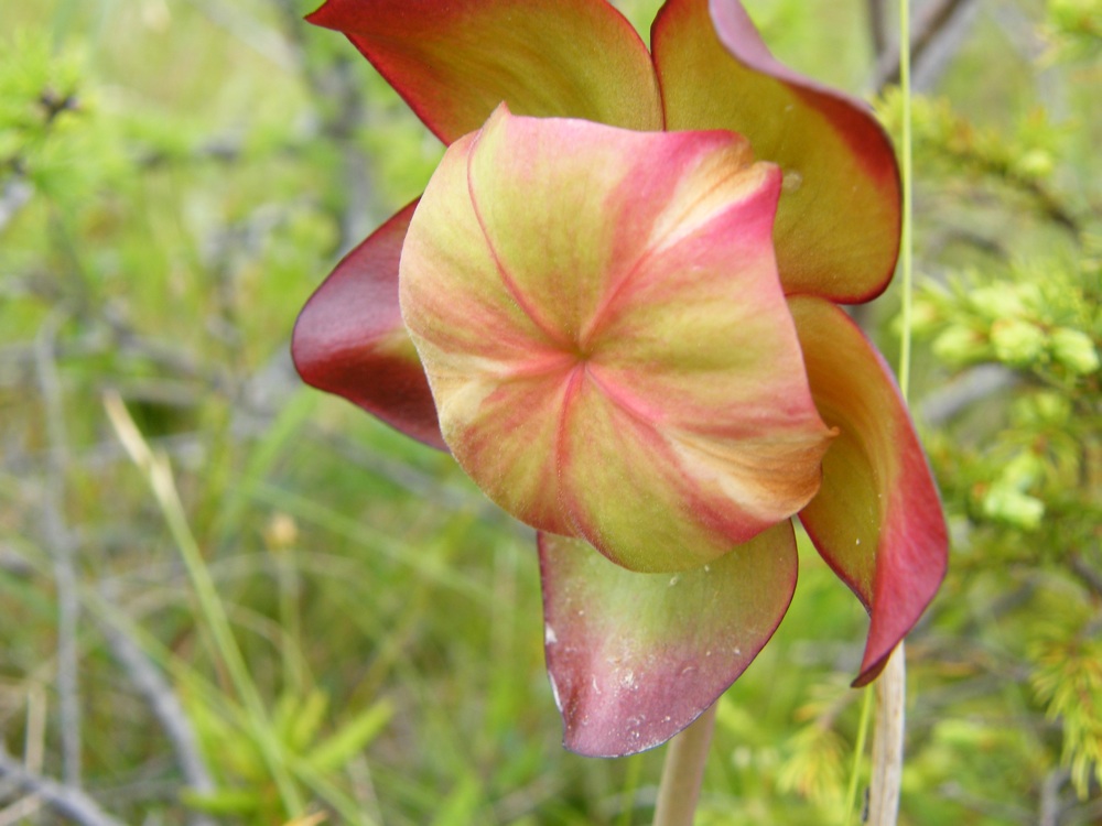 The Bellevue Guy - Bryan: Pitcher Plant (Sarracenia Purpurea ...