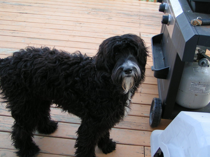 Goldendoodles For Sale: The Goldendoodle...a Proto Dog?