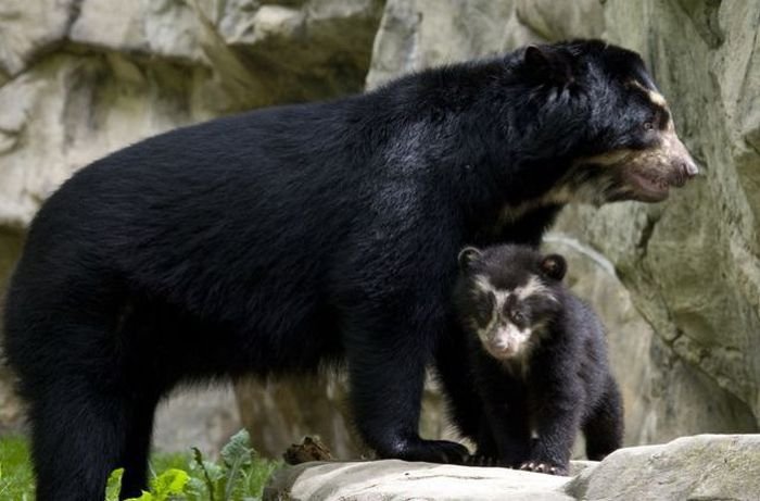 El oso frontino - Imagui