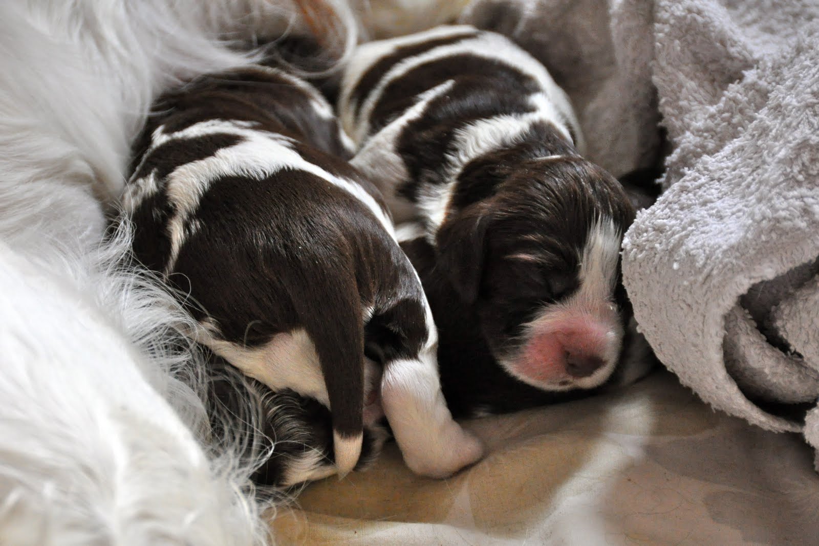 MUPTIES ENGLISH SPRINGER SPANIEL: one week old